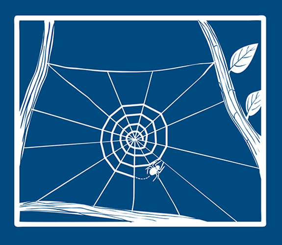 Arachnid architecture | Lake County Nature