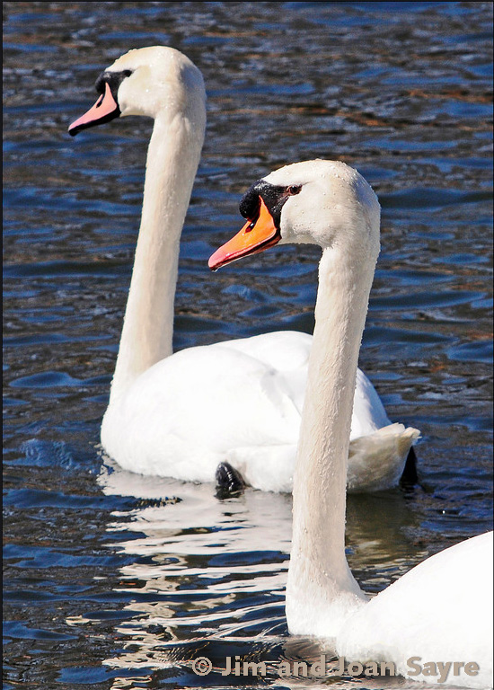 A beautiful invasion | Lake County Nature