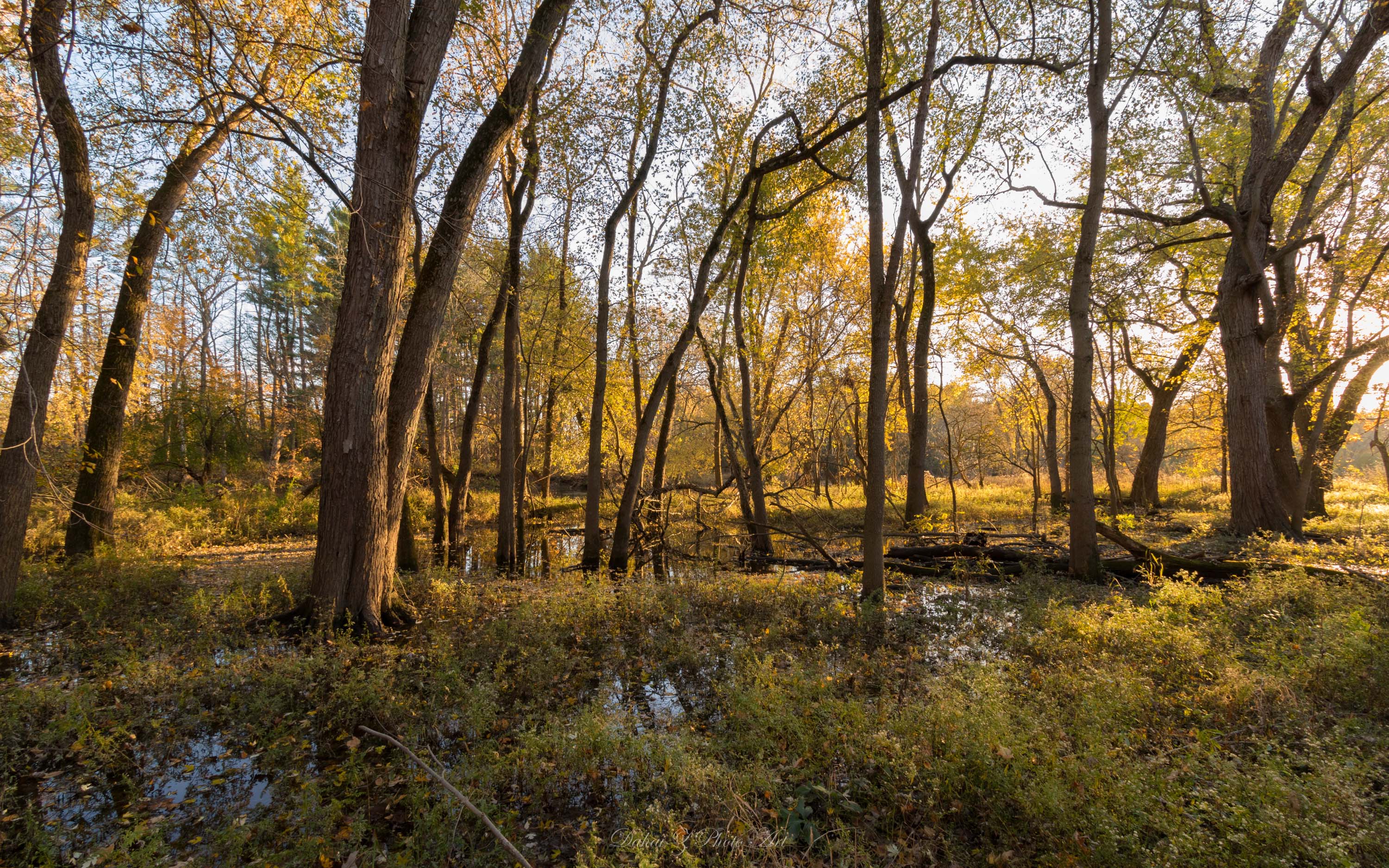 A Forest Preserve Year in Photos | Lake County Nature
