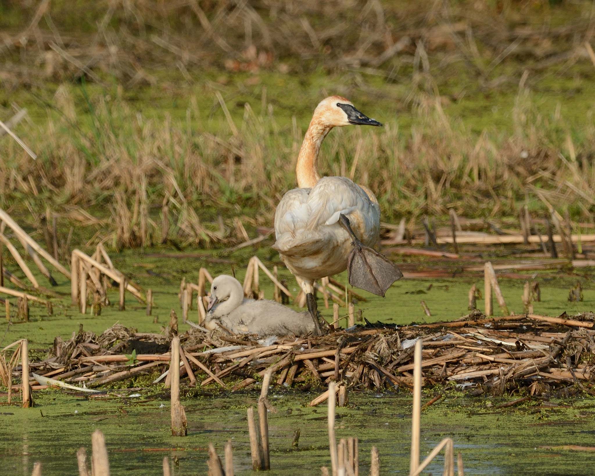 cynetandadulttrumpeterswans-ph | Lake County Nature