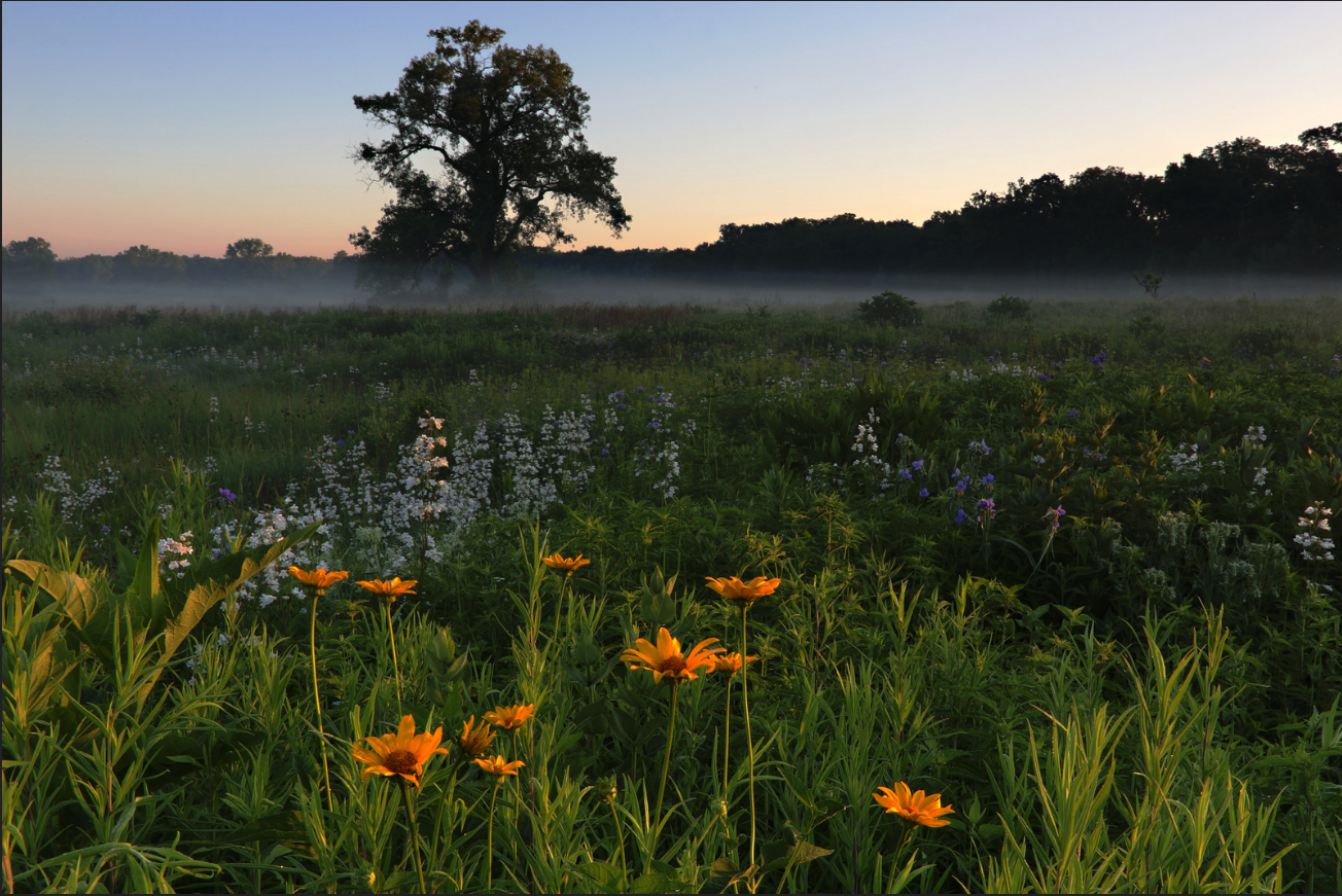 from-the-beginning-of-summer-misa-bc | Lake County Nature