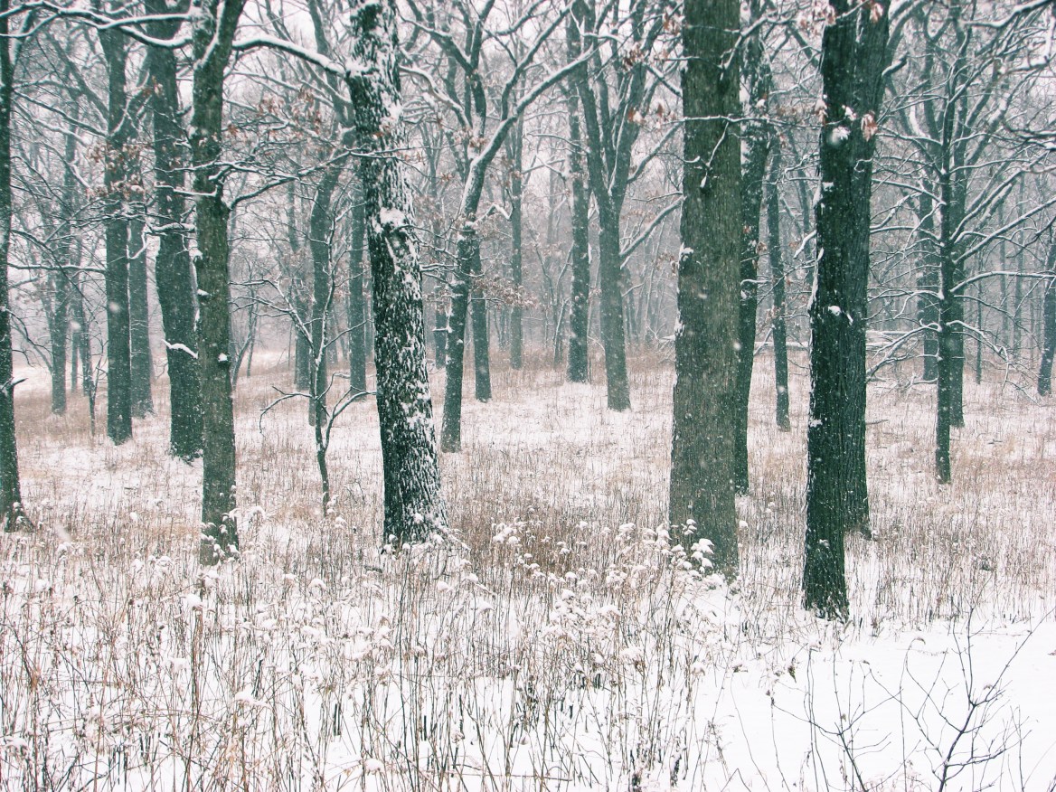 Snowflake anatomy | Lake County Nature