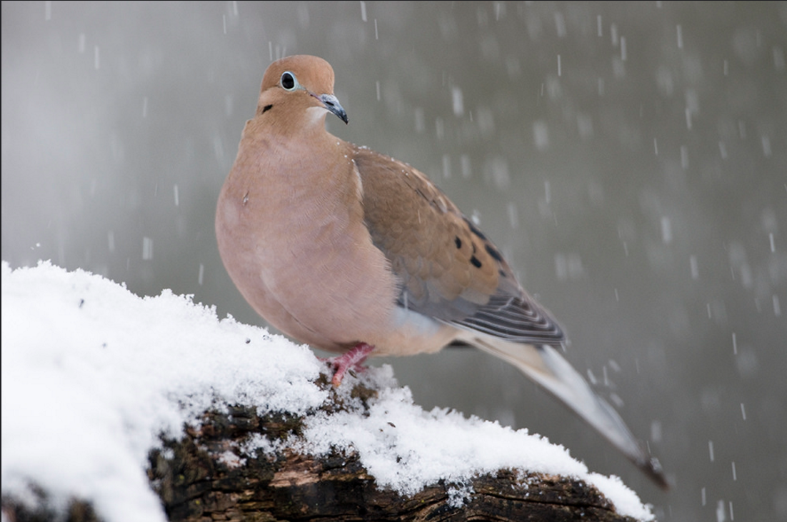 Snowflake anatomy | Lake County Nature