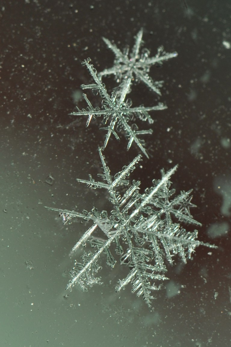 Snowflake anatomy | Lake County Nature