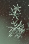 Snowflake anatomy | Lake County Nature