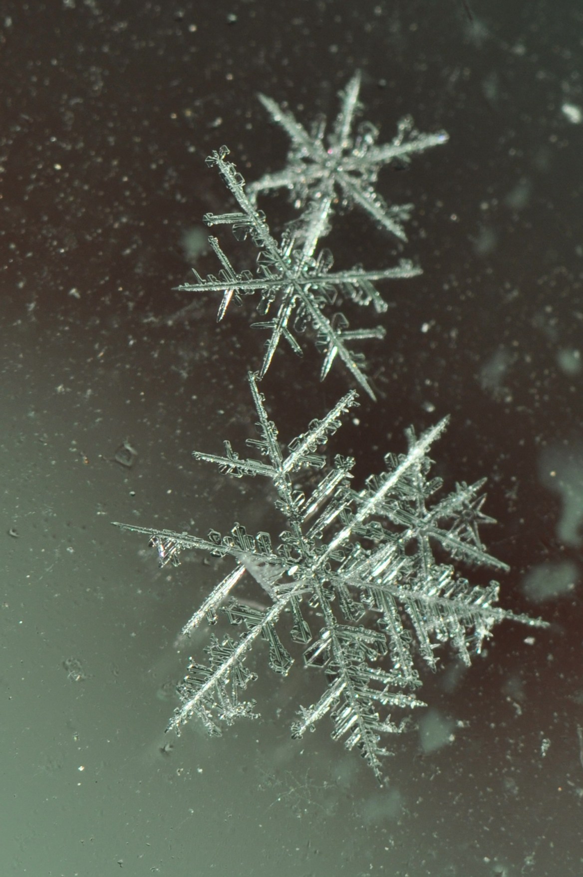Snowflake anatomy | Lake County Nature