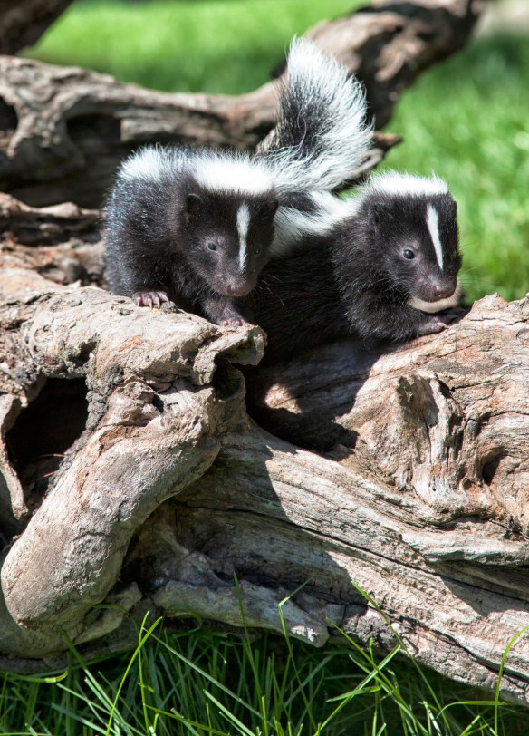 Skunk stories | Lake County Nature