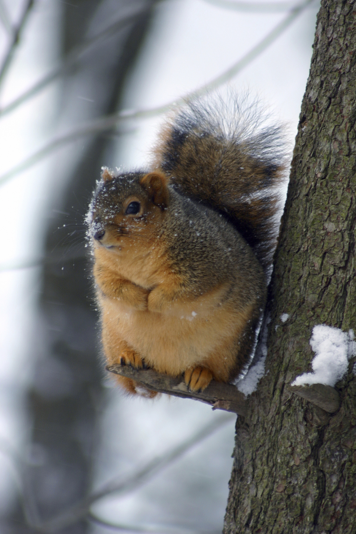 A tale of two squirrels | Lake County Nature