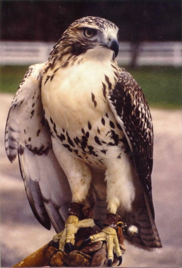 Happy birthday to our hawk | Lake County Nature