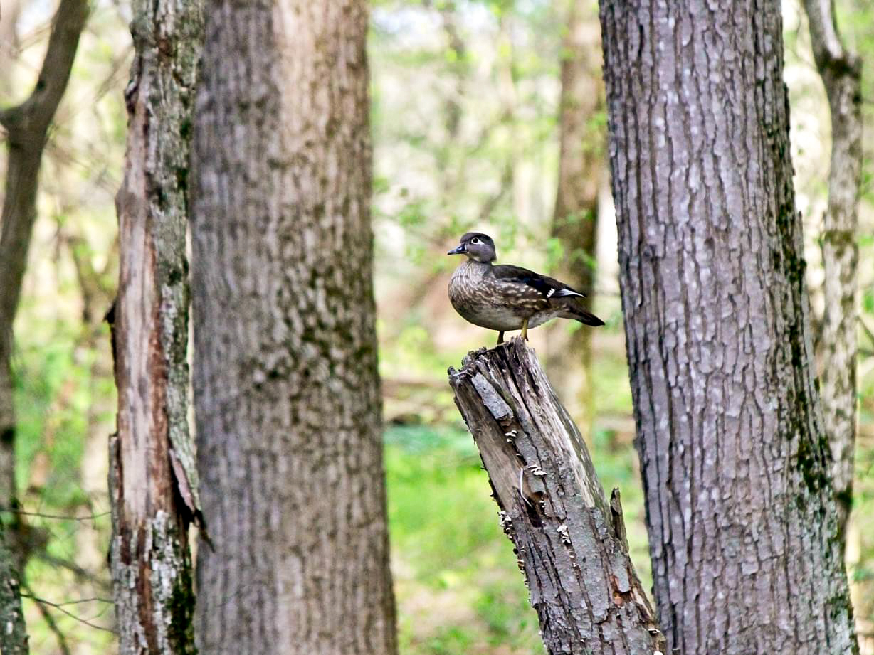 The wonder of wood ducks | Lake County Nature