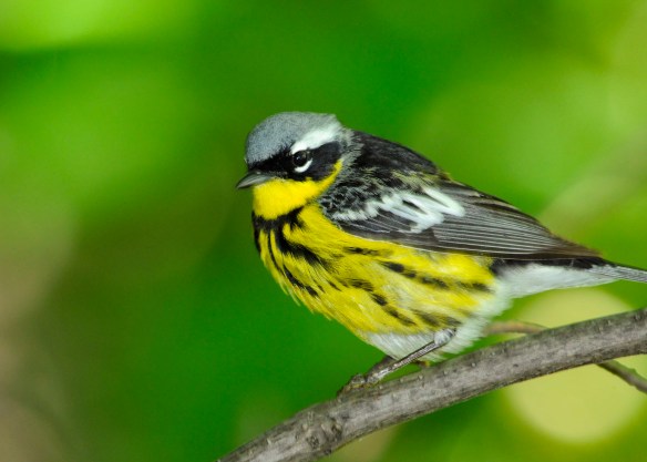 A world of warblers | Lake County Nature