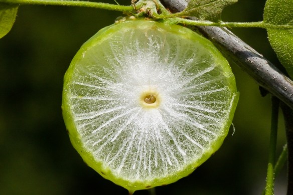 A different kind of autumn apple | Lake County Nature