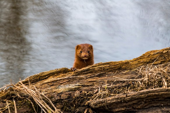 Monogamous minks? Not quite. | Lake County Nature