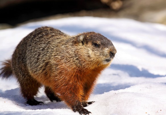 Get to know groundhogs | Lake County Nature