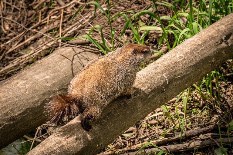 Get to know groundhogs | Lake County Nature