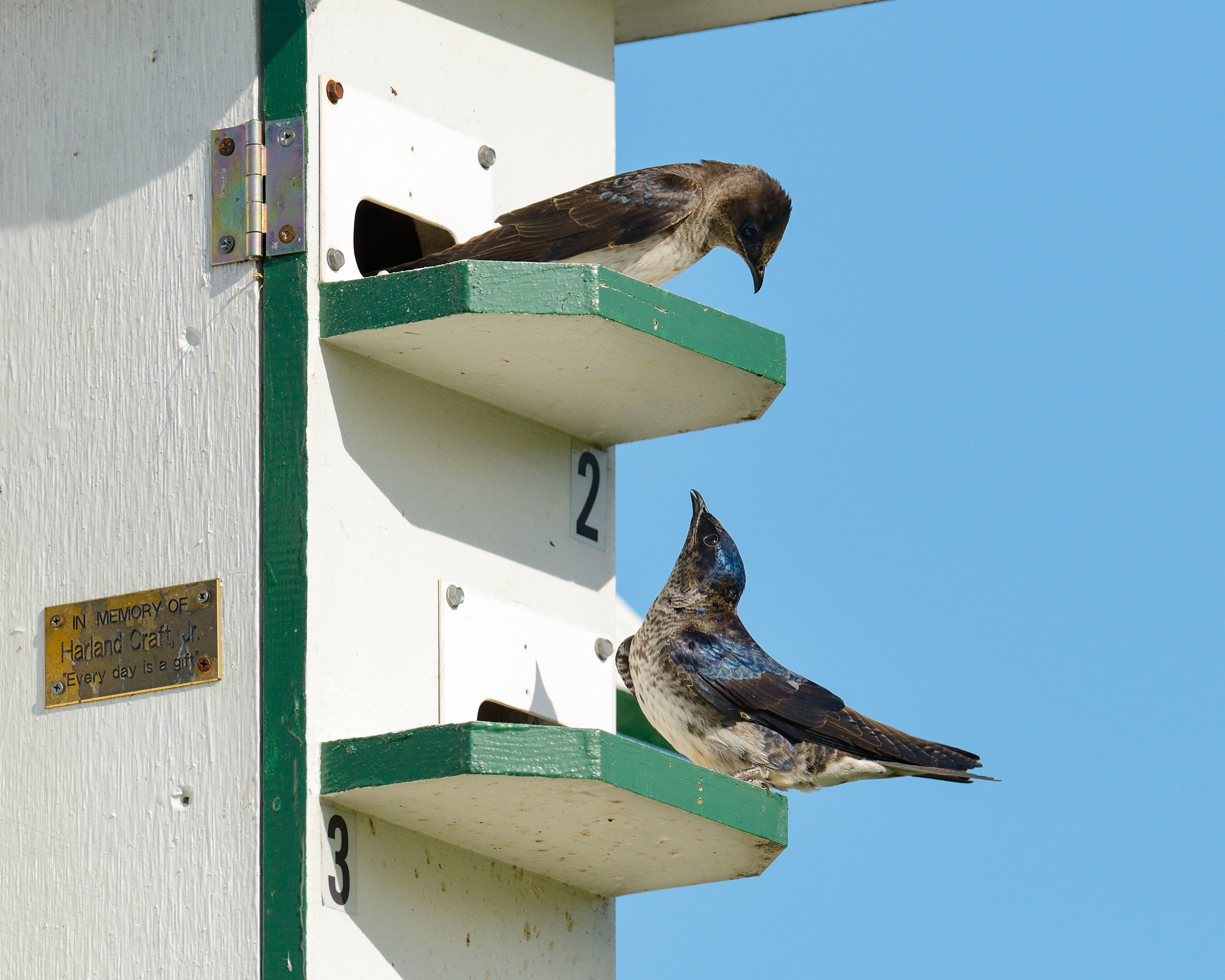 The solace of purple martins | Lake County Nature