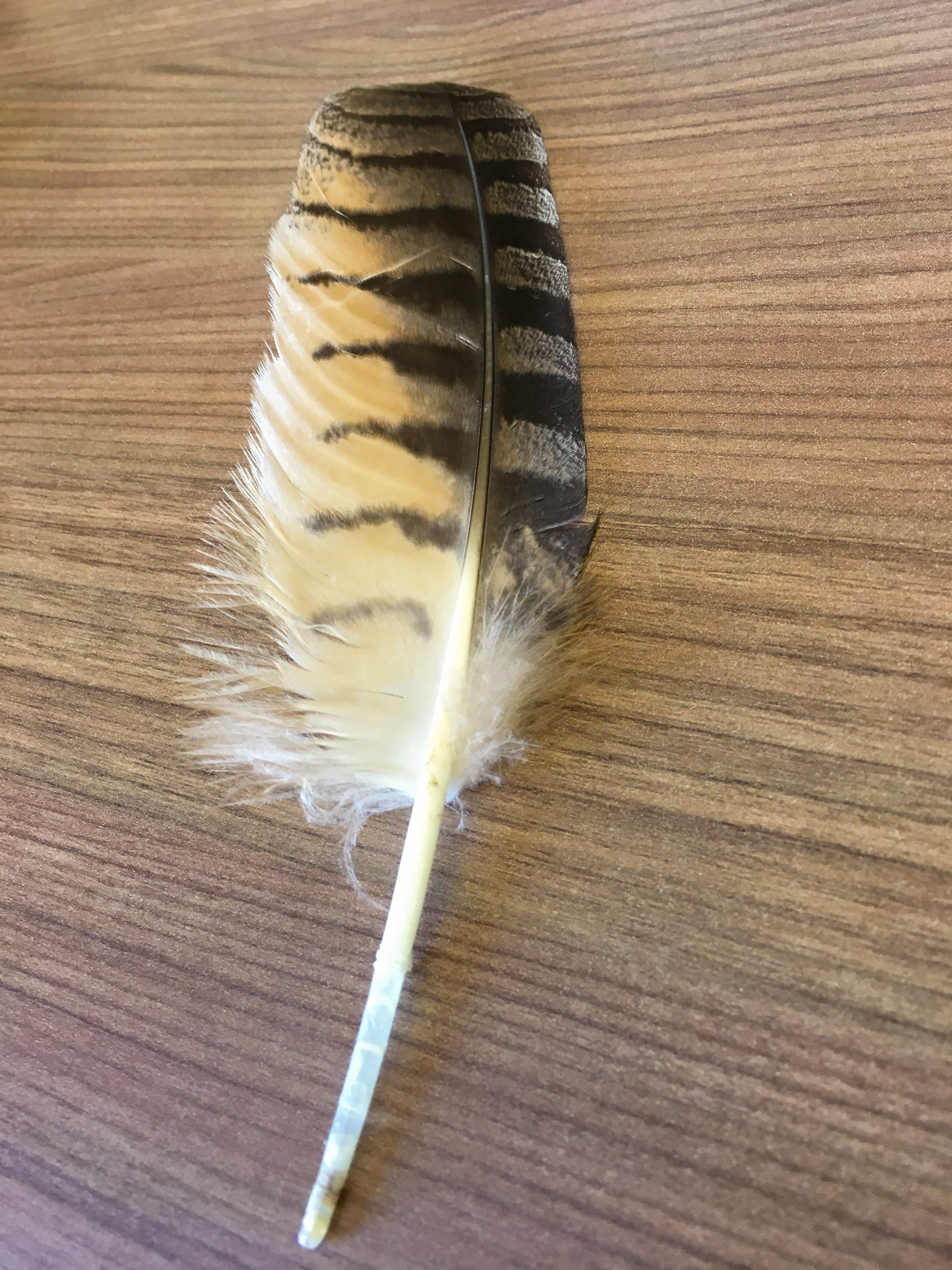 The joy of a feather found | Lake County Nature