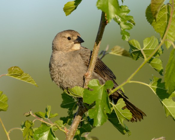 The cunning of cowbirds | Lake County Nature